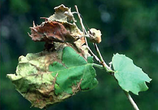 Anthracnose