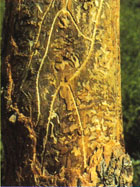 Pine Bark Beetle